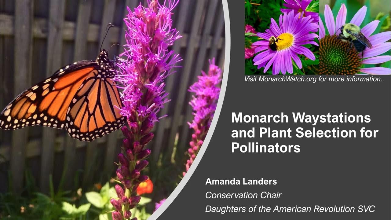 Monarch Waystations and Plant Selection for Pollinators - YouTube