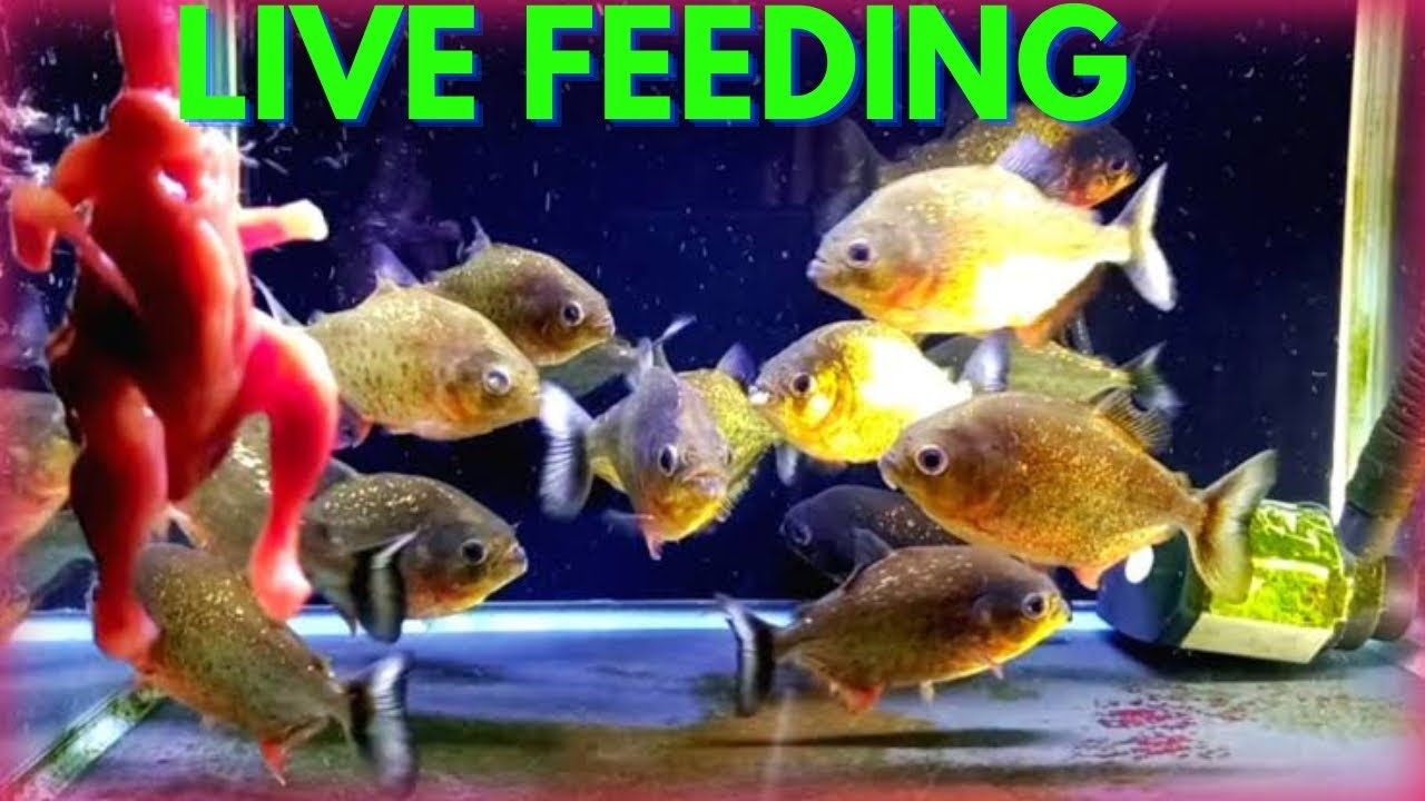 Piranha Fish Eating Chicken🐓😳#piranha #piranhas #aquarium #fishtank ...