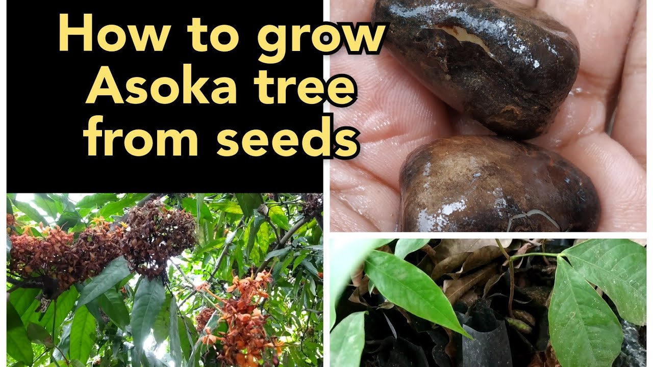 How to grow asoka tree from seeds #Saraca_asoca - YouTube
