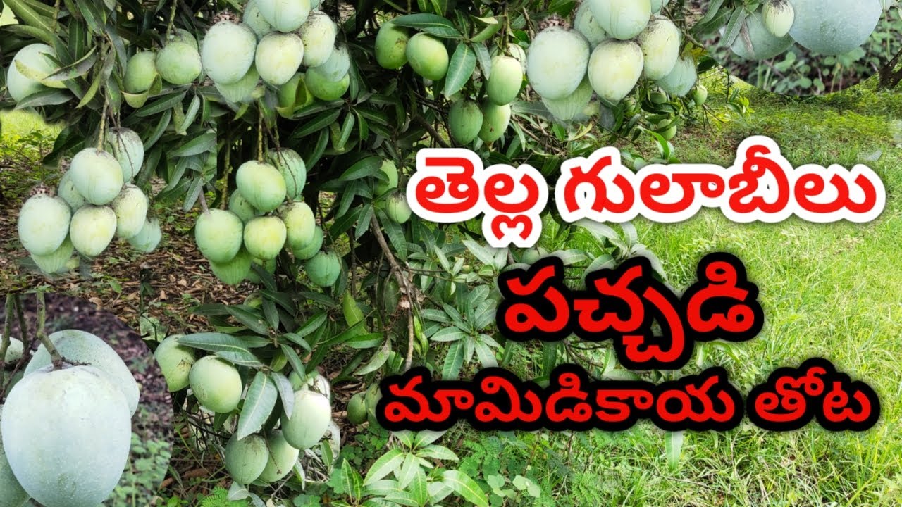 Mango tree orchard mamidi tota తెల్ల గులాబి పచ్చడి మామిడికాయ తోట - YouTube