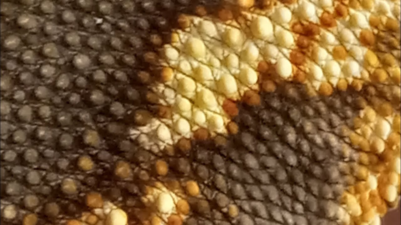 morph history super soft/ soft scale crested gecko - YouTube