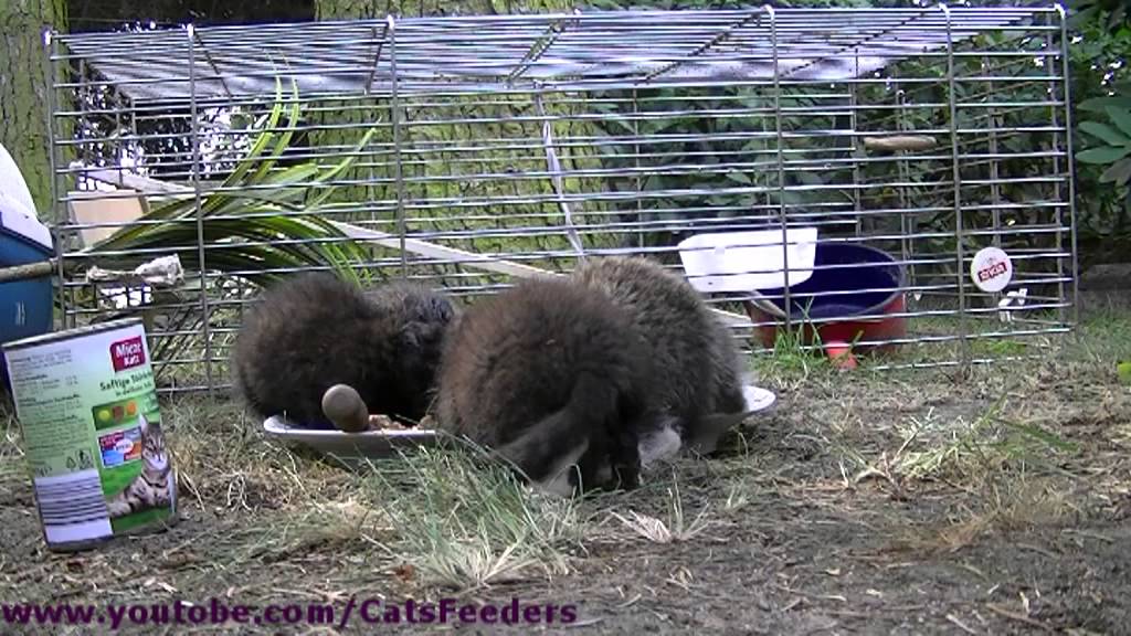 The big cat eating at the duck farm - YouTube