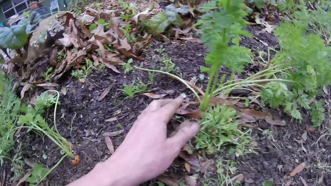Weeding the Carrot Bed - YouTube