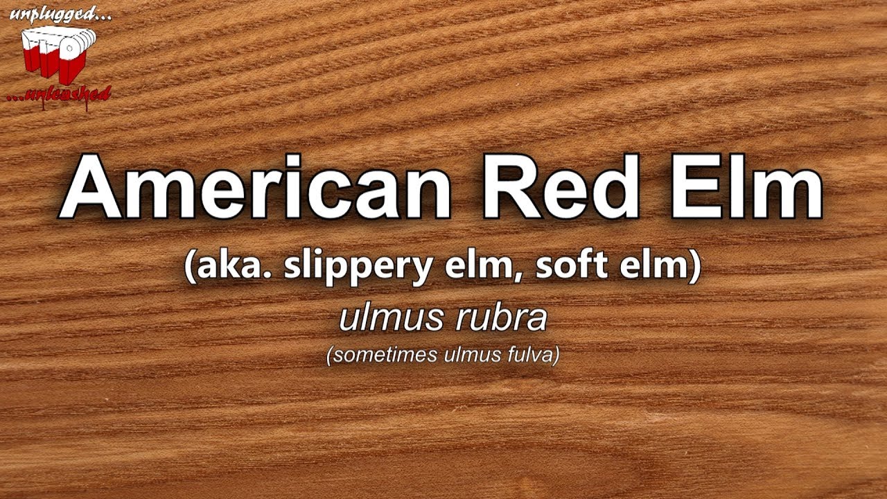 American Red Elm - Mitch's World of Woods - YouTube