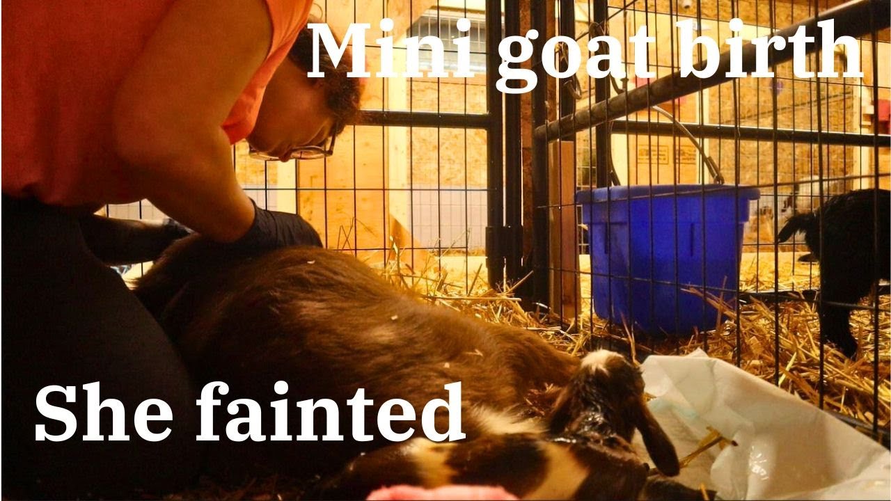 She fainted! (miniature goat birth) - YouTube