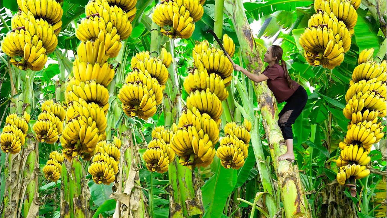 How To harvest ripe banana bunches Goes to market sell - daily life in ...