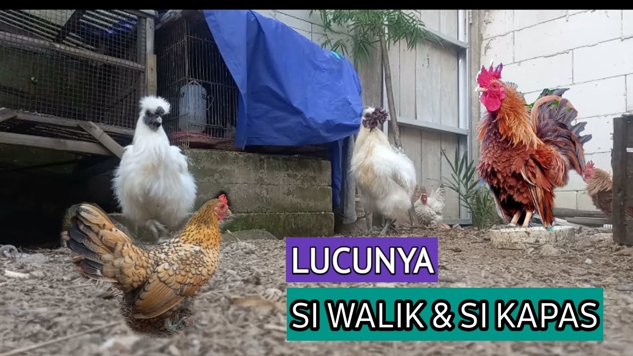Ayam kate walik & ayam kapas - YouTube