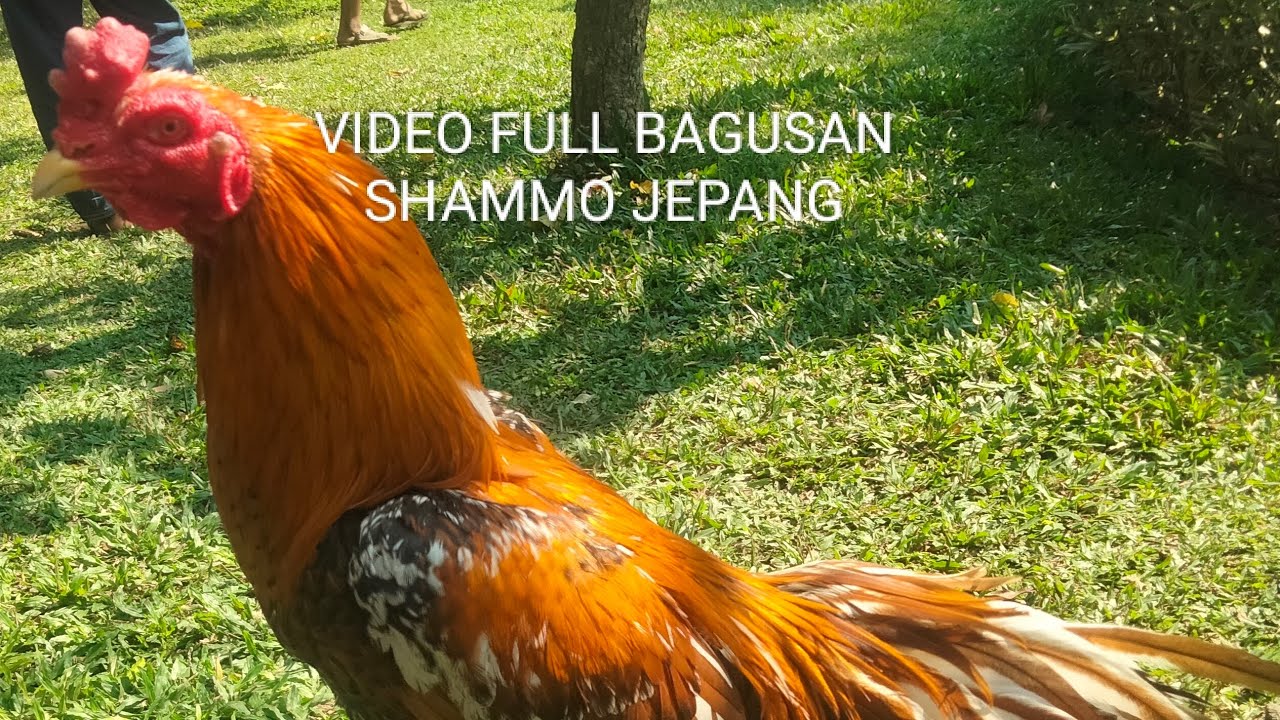 SHAMMO Jepang Sold out di Akhir Video - YouTube