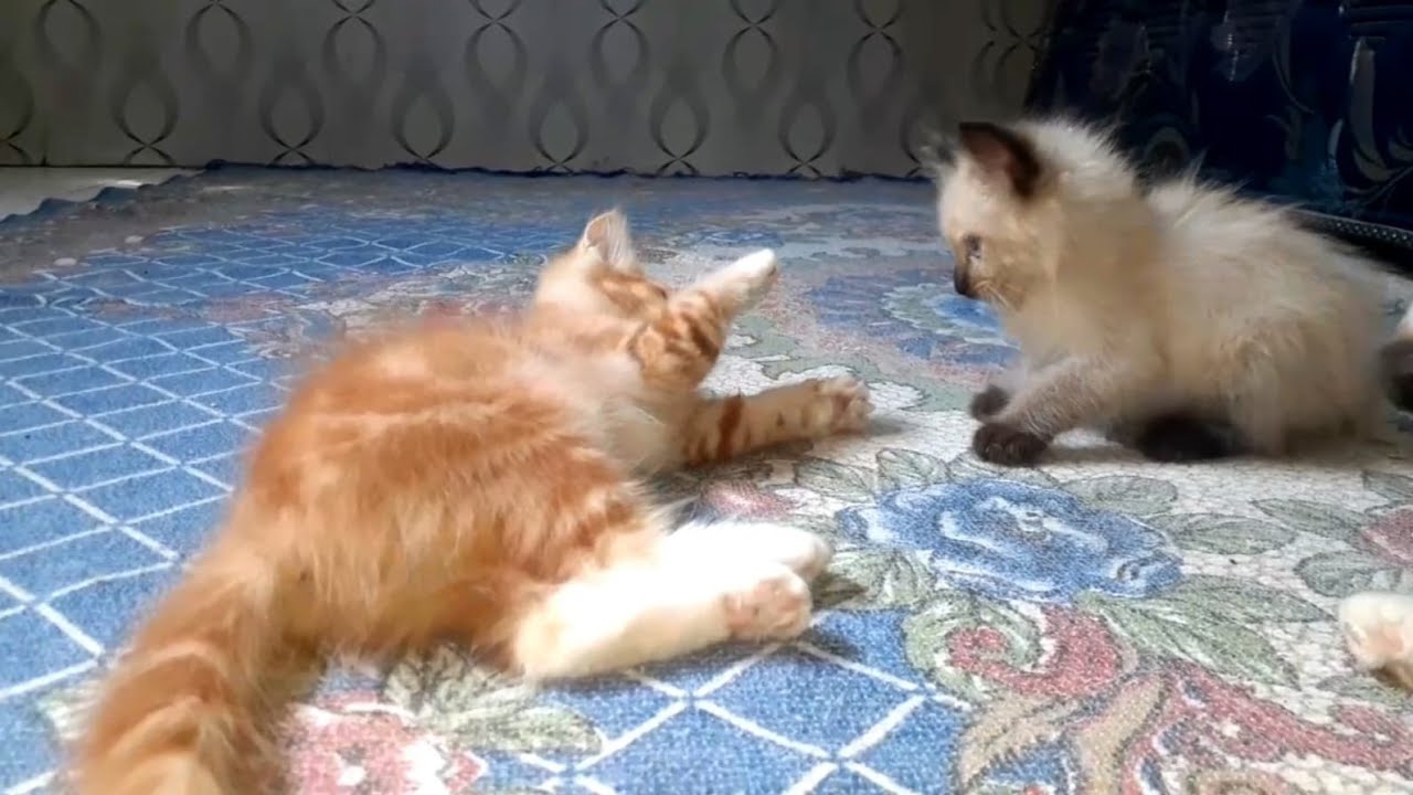 duel kucing oren barbar sejak dini - YouTube