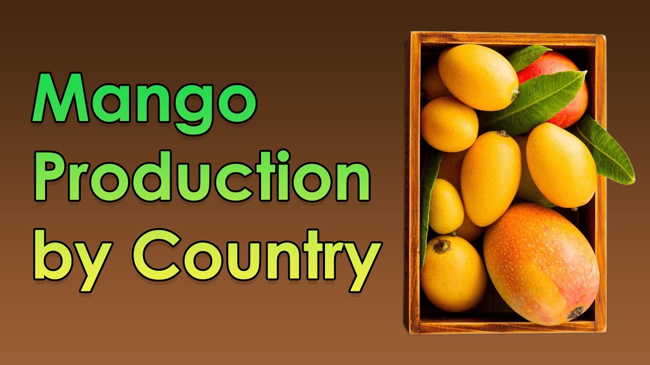 Top Mango Producing Countries In The World - Comparison Video - YouTube