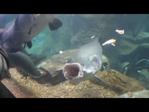 arapaima eating - YouTube