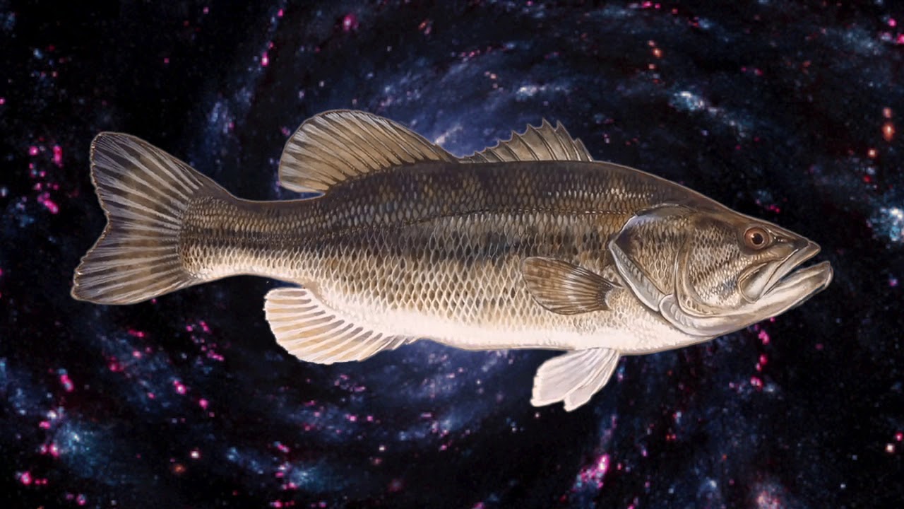 Talking Fish (vidéo) - YouTube