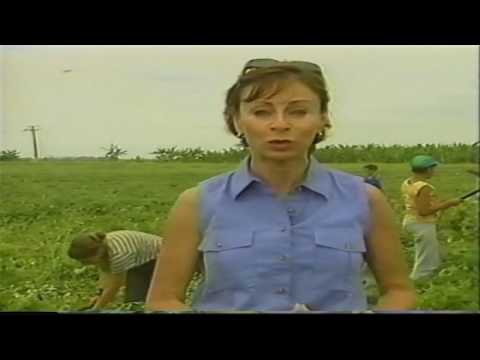 La escuela al campo en Cuba - YouTube
