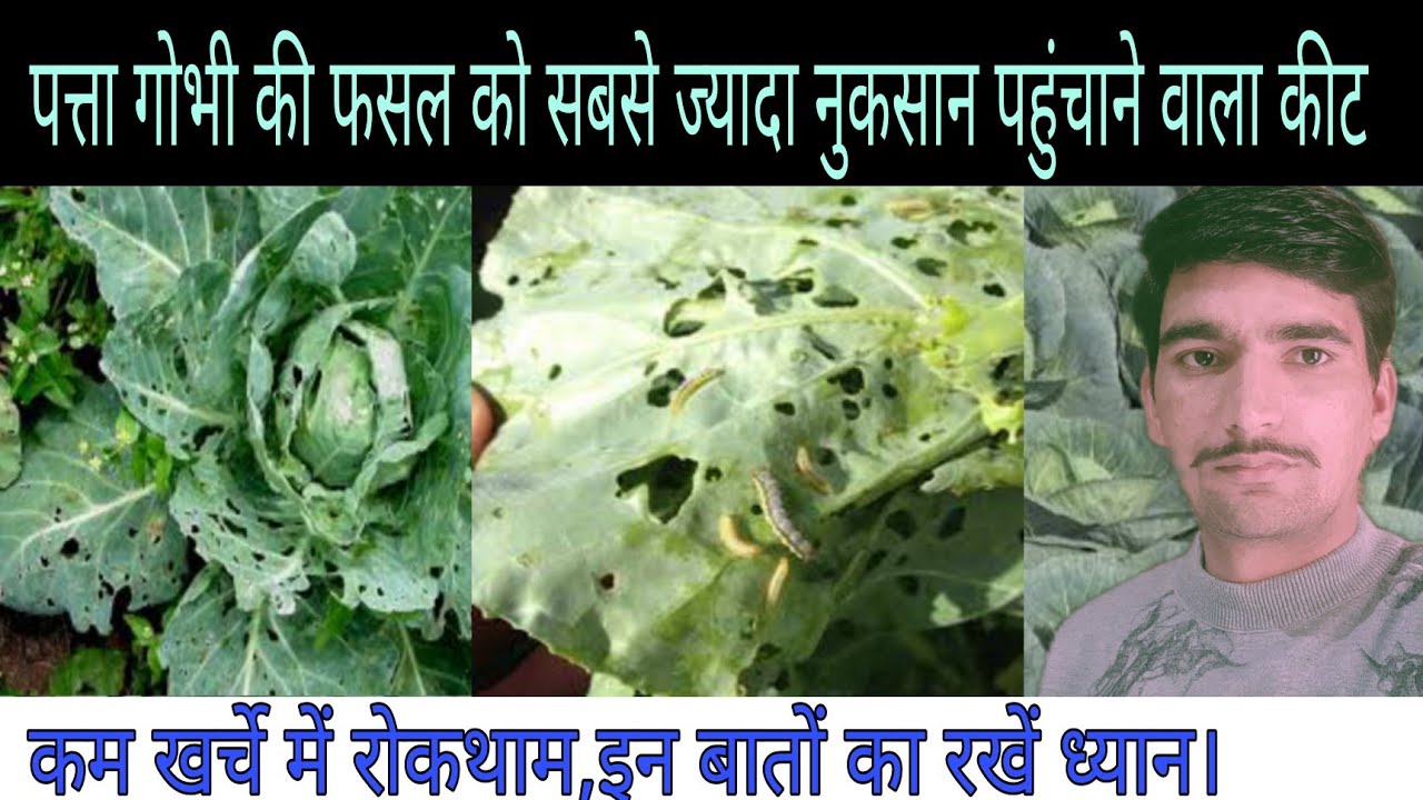 ऐसे करें पत्ता गोभी में इल्लियो की रोकथाम। fruit borer insect/fruit ...