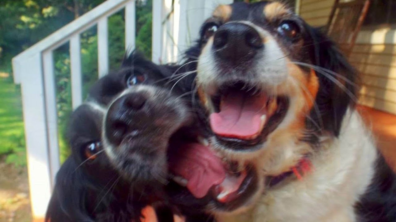 Goofy Dogs! - YouTube