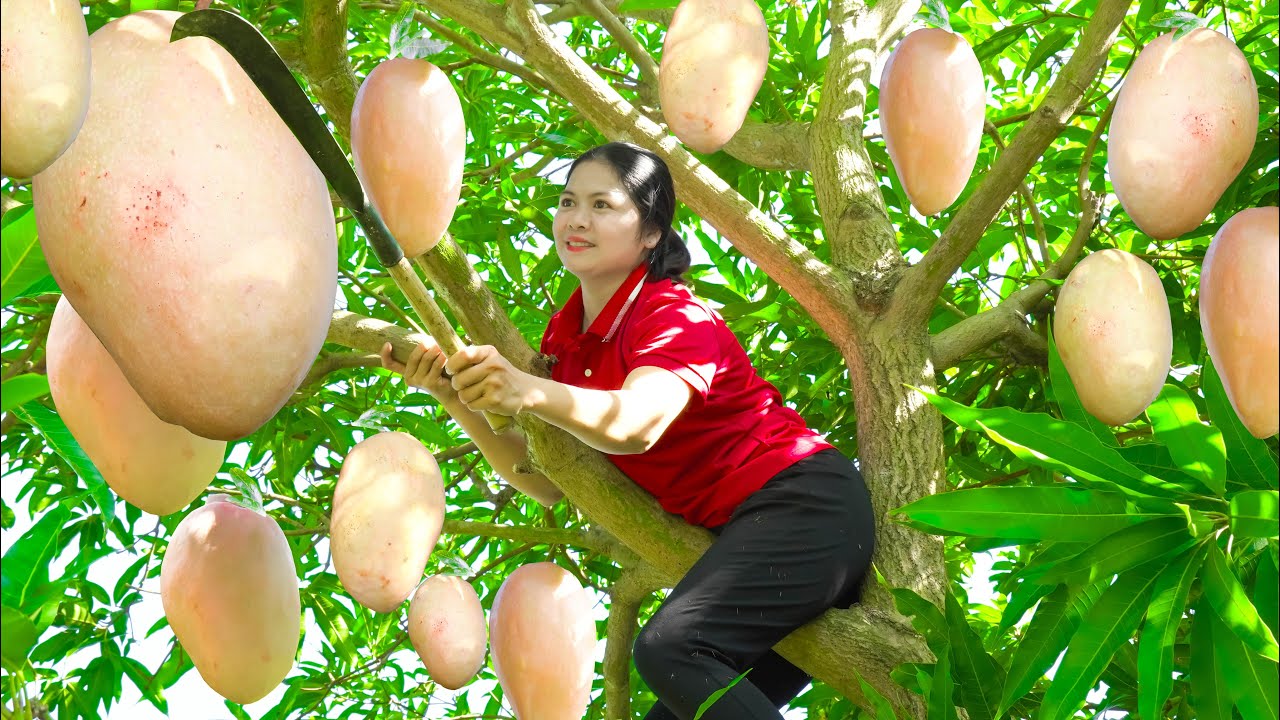 Harvest Pink Mango - Make Spicy And Sour Pink Mango Salad Go to the ...