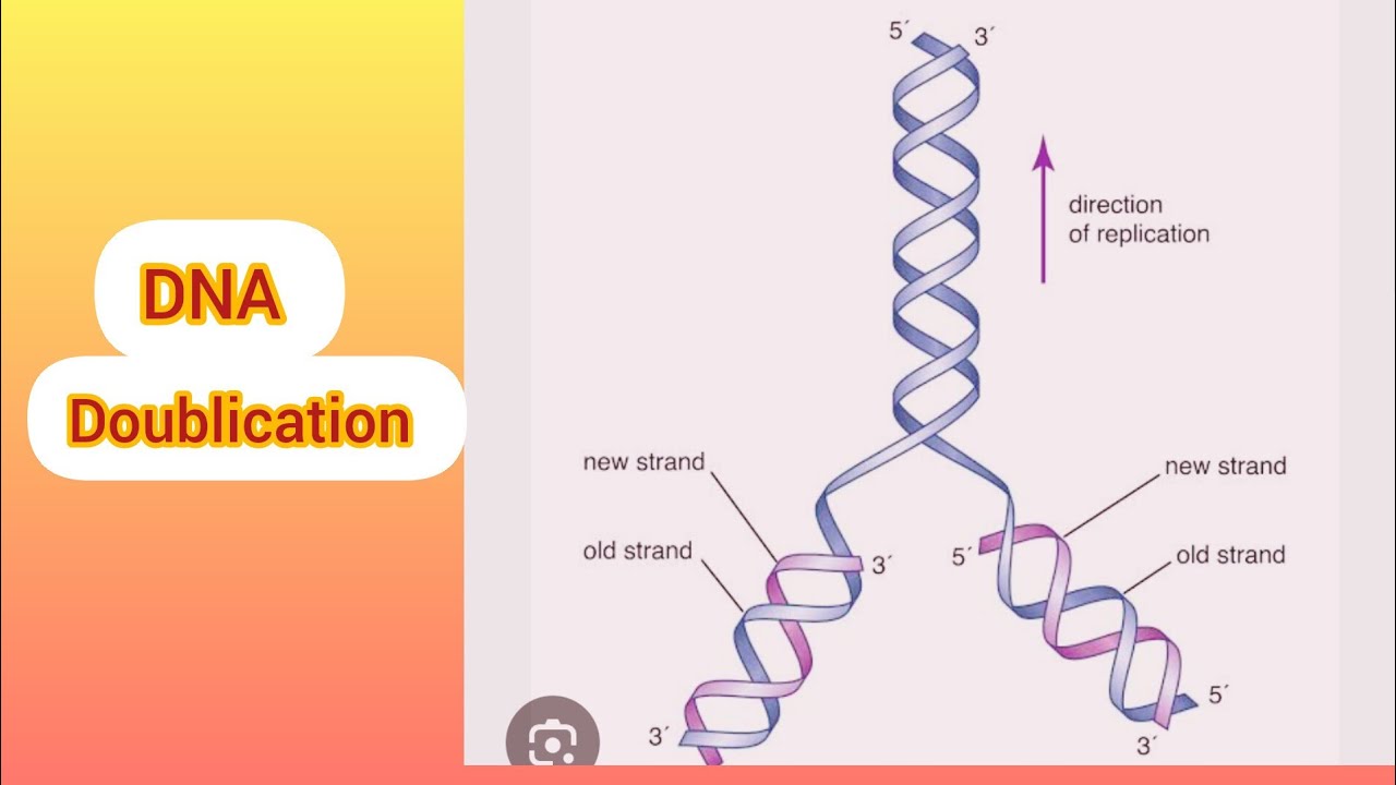 molecular basis of inheritance (duplication /replication)#biology # ...