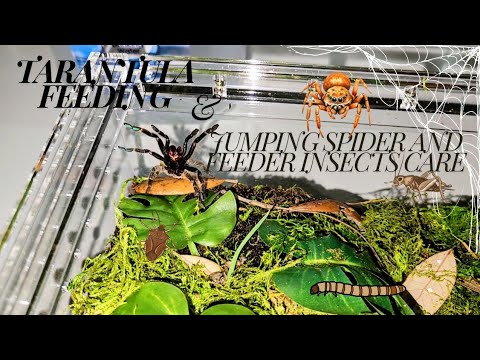 A Little Bit of Everything ️ Tarantula Feeding + Jumping Spider and ...