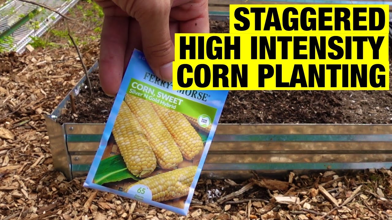Staggered High Intensity Corn Planting In A Raised Garden Bed - YouTube