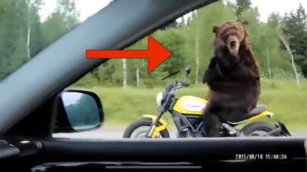 Freddy Fazbear on Motorcycle meme - YouTube