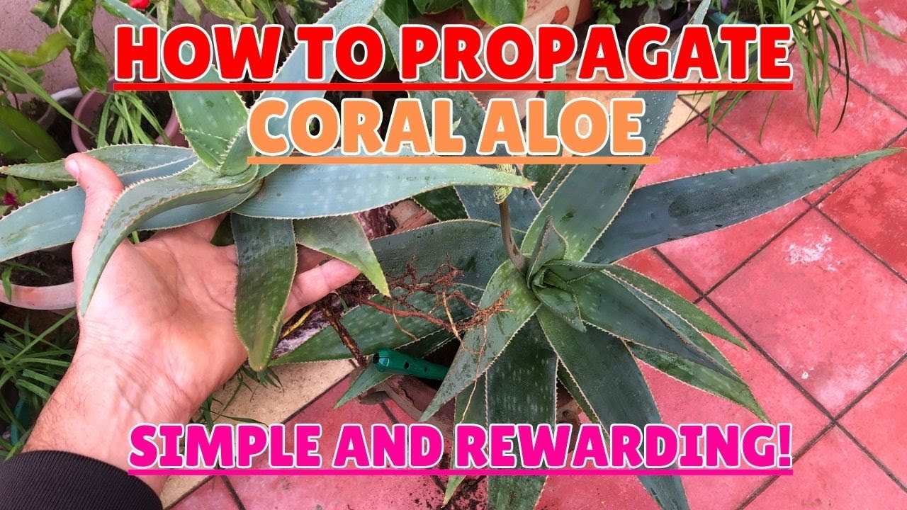How to Propagate Coral Aloe: Simple and Rewarding🪴#CoralAloe # ...