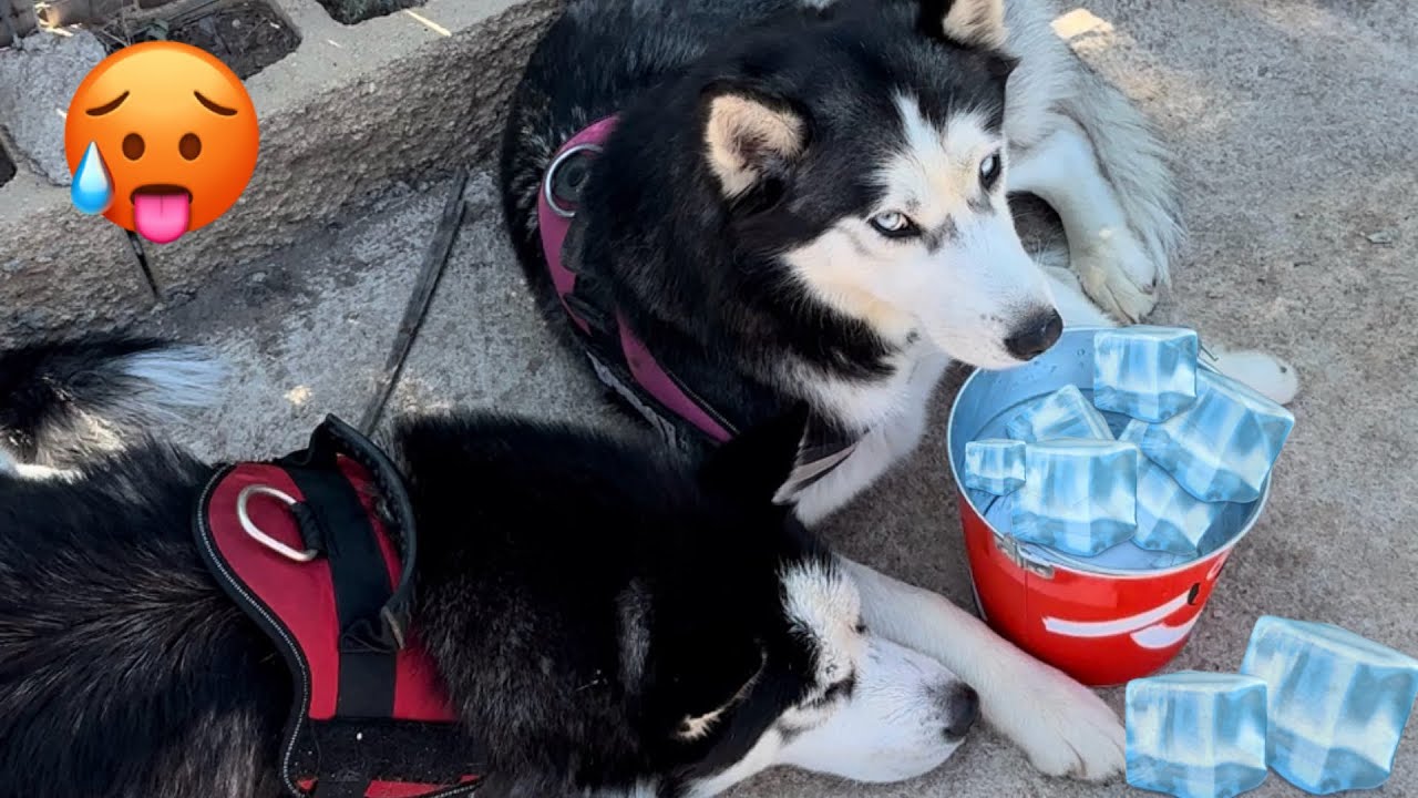 Pongo HIELO 🧊 a mis HUSKIES🐶 ¡Lo pasan muy mal con el CALOR!🥵 - YouTube
