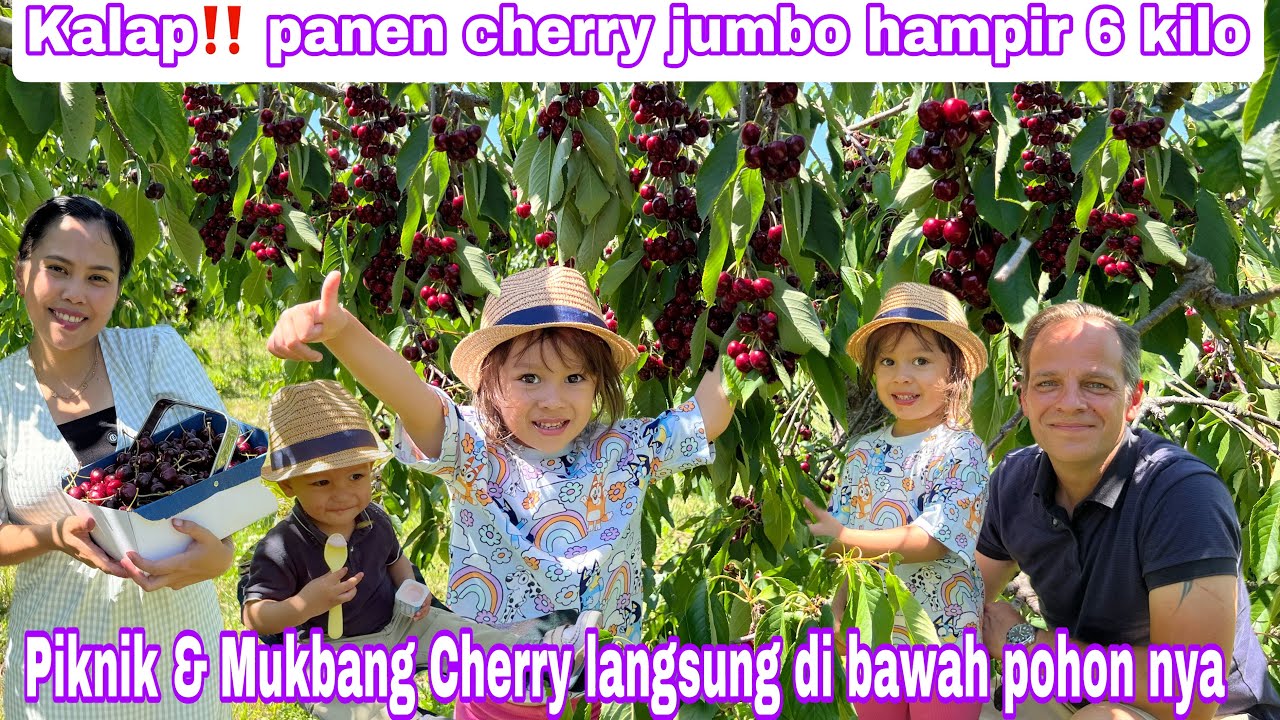 PIKNIK & MUKBANG CHERRY LANGSUNG DI BAWAH POHON NYA || PANEN CHERRY ...