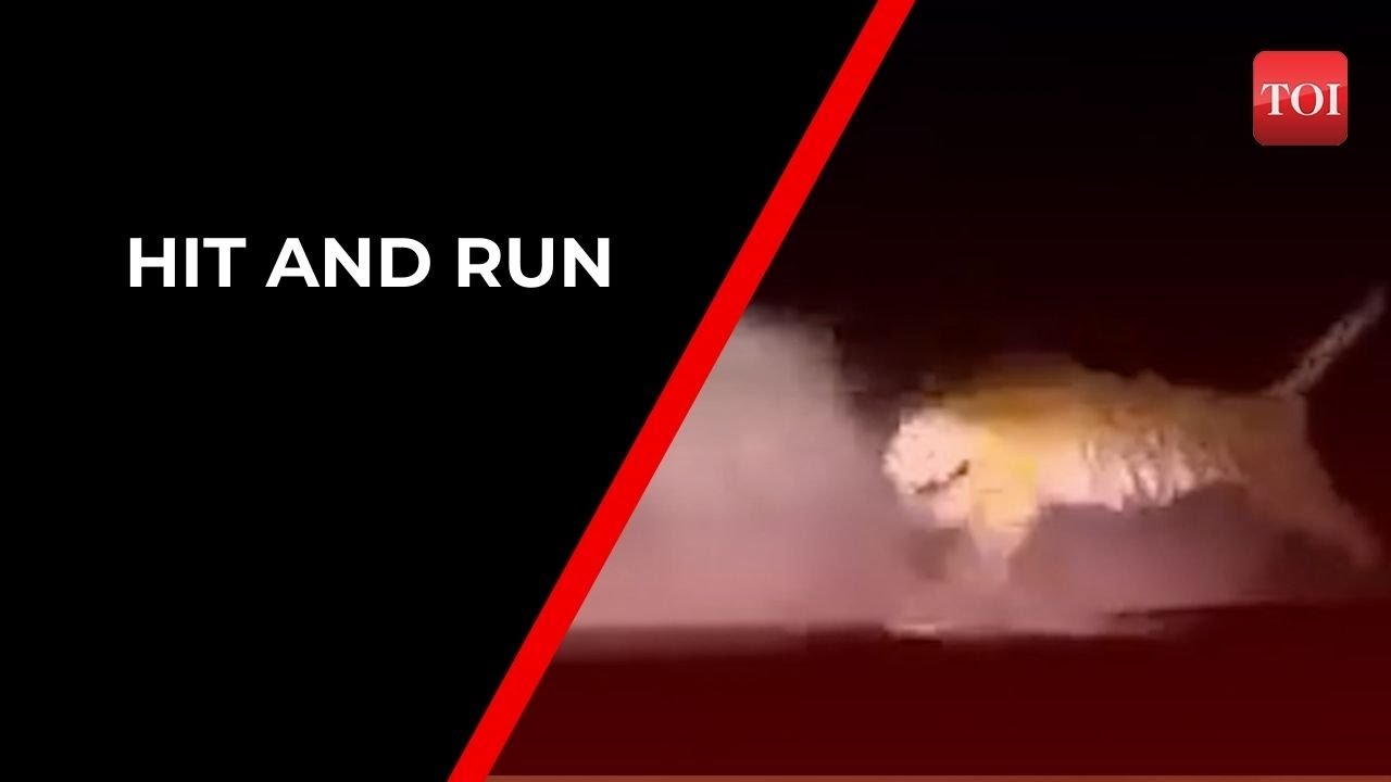 Viral video: Tiger survives massive hit from a vehicle - YouTube
