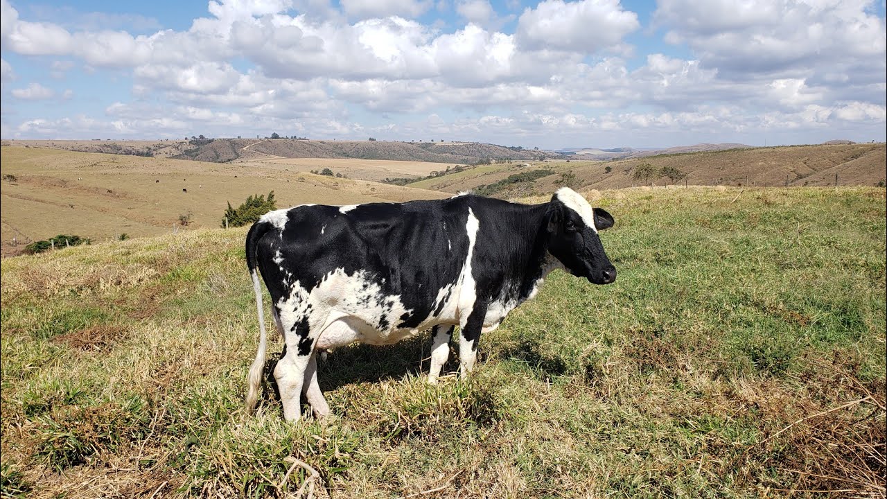 Minha rotina na roça |mais uma vaca que está perto de parir - YouTube