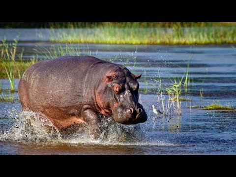 HIPPO SOUNDS * What a Wonderful World * ANIMAL SOUNDS