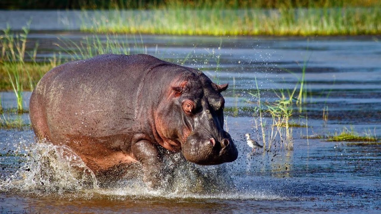 HIPPO SOUNDS * What a Wonderful World * ANIMAL SOUNDS - YouTube