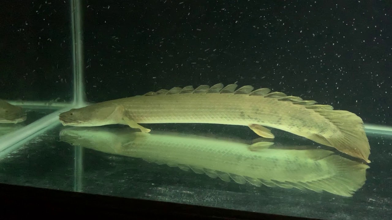 60cm polypterus ansorgii 安氏恐龍王 アンソルギー - YouTube