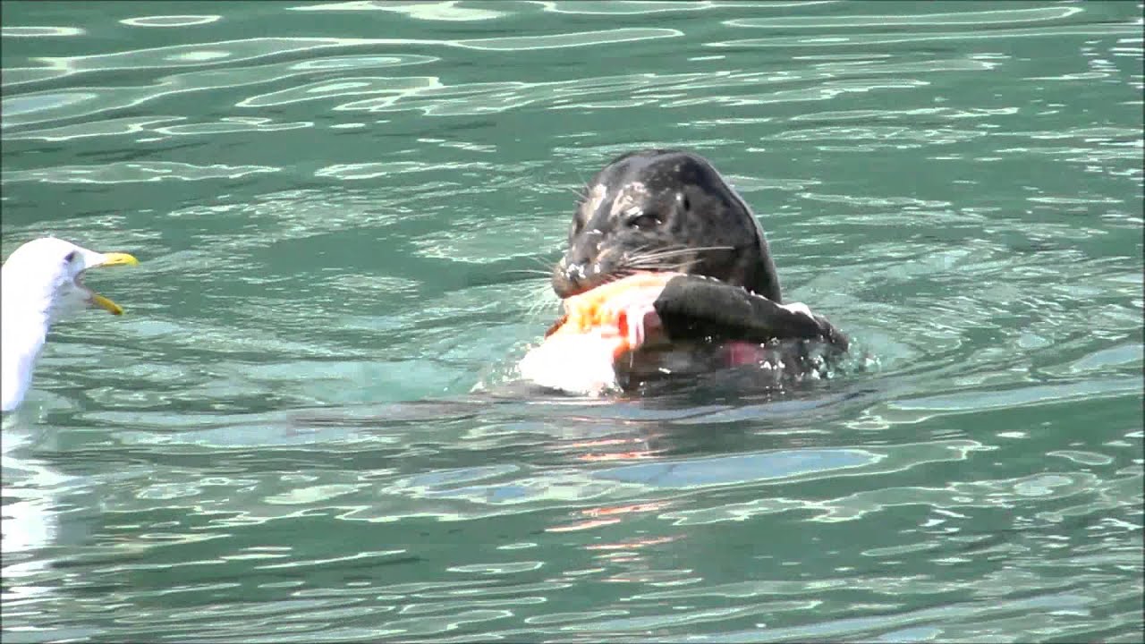 Harbor seal eating salmon at dam in Olympia - YouTube