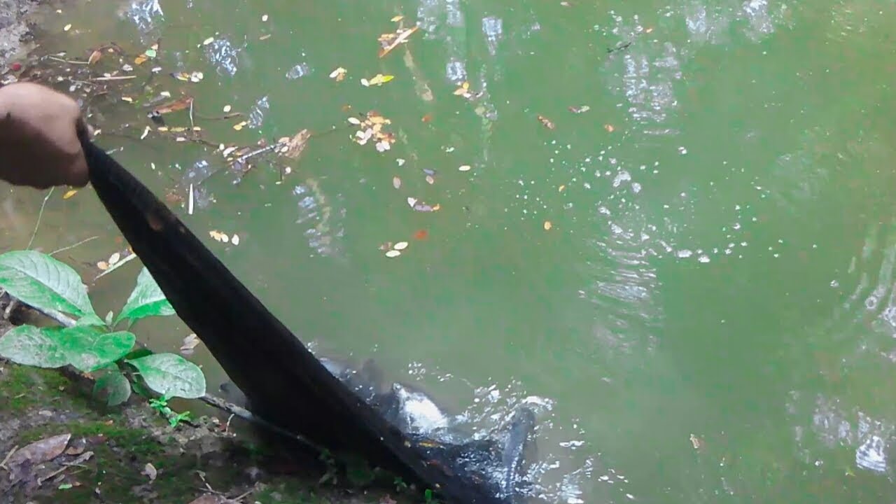 Best Cast Net Fishing Video | Build Primitive Cast Net Fishing | Tondra ...