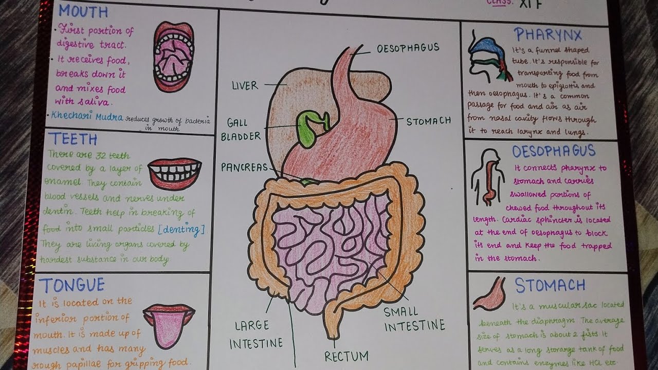 Handmade chart on digestive system #yoga #diy #digestion #art - YouTube