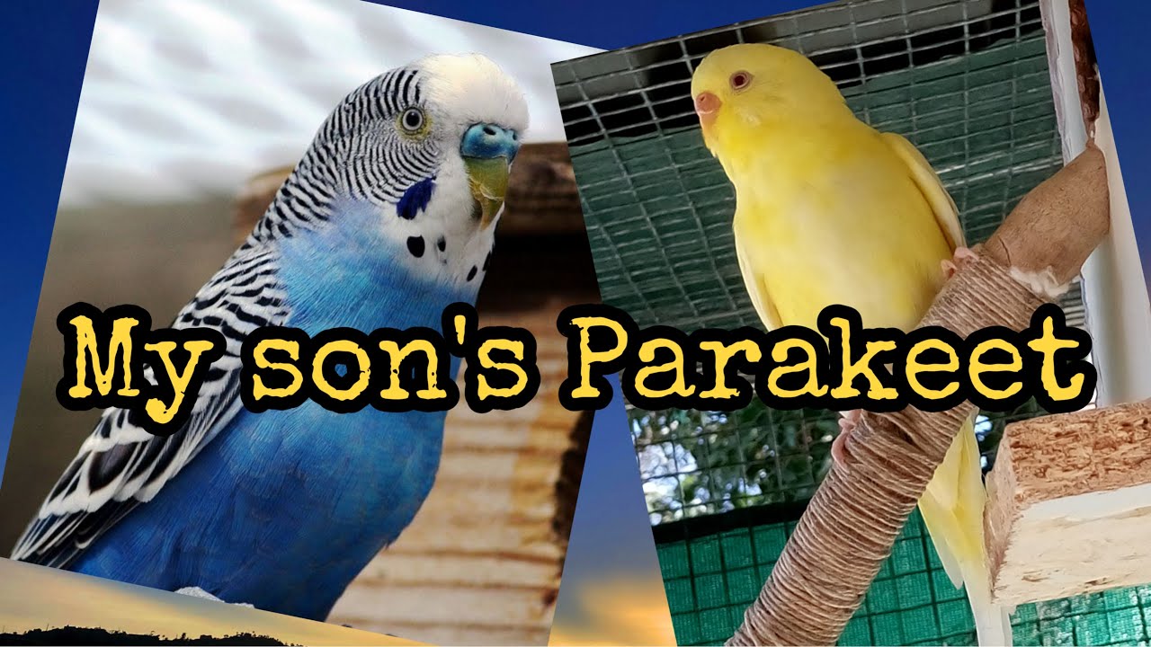 PARAKEET PLAYING AND CHIRPING | BUDGIE - YouTube