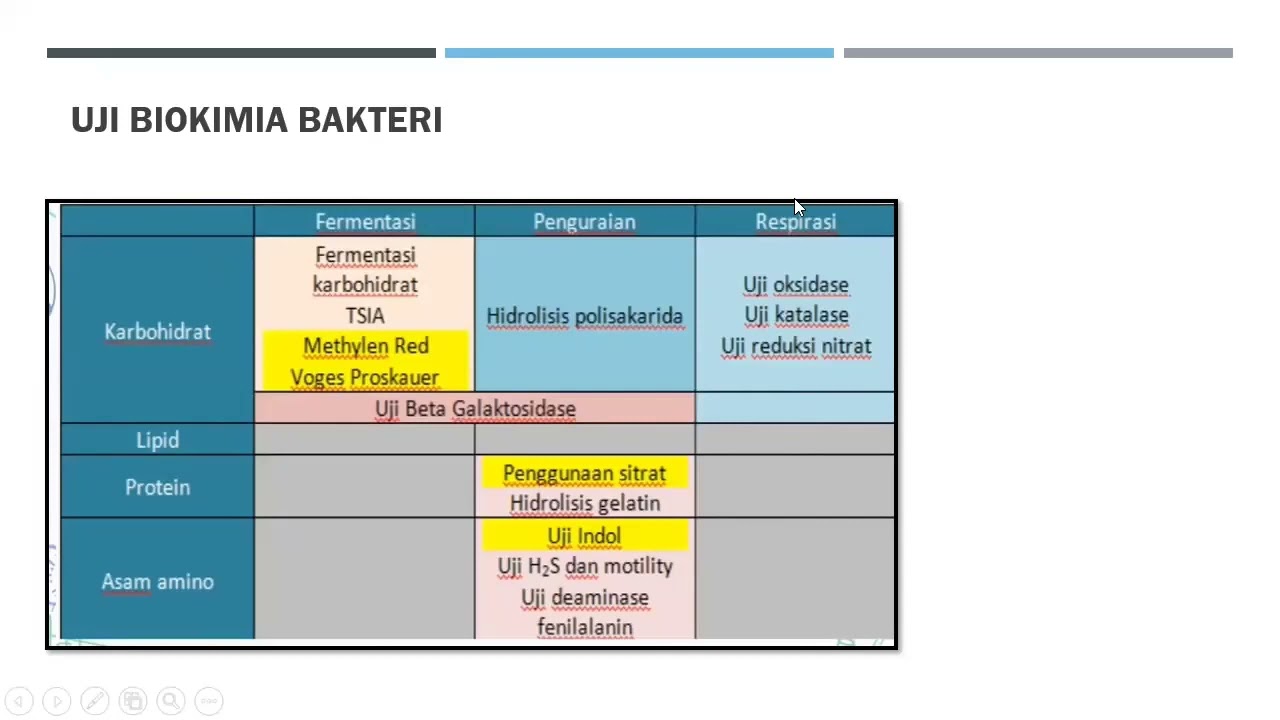 Uji Aktivitas Biokimia Bakteri - YouTube