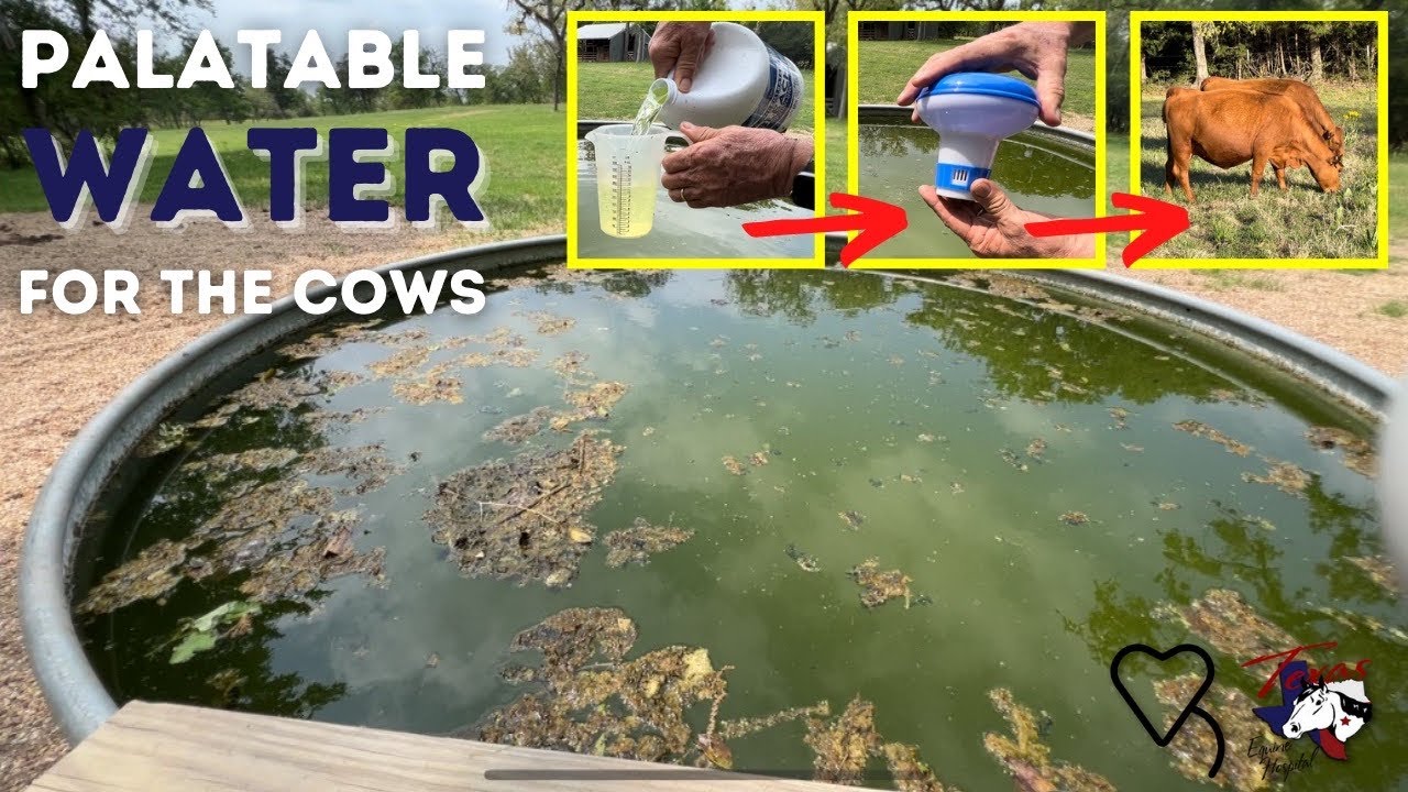 Palatable Water For The Cows | Regenerative Ranching - YouTube