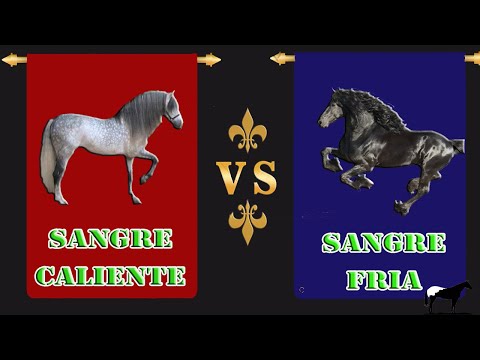 Caballos De Sangre Caliente Y Caballos De Sangre Fria ¿Cual Es Mejor? 🐴-Del Cerro Soy