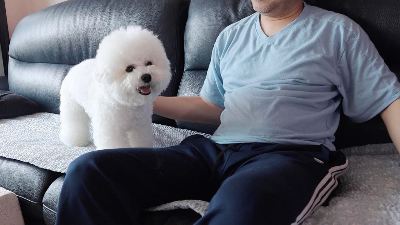 Are Bichon Frise Dogs Barkers are-bichon-frise-dogs-barkers