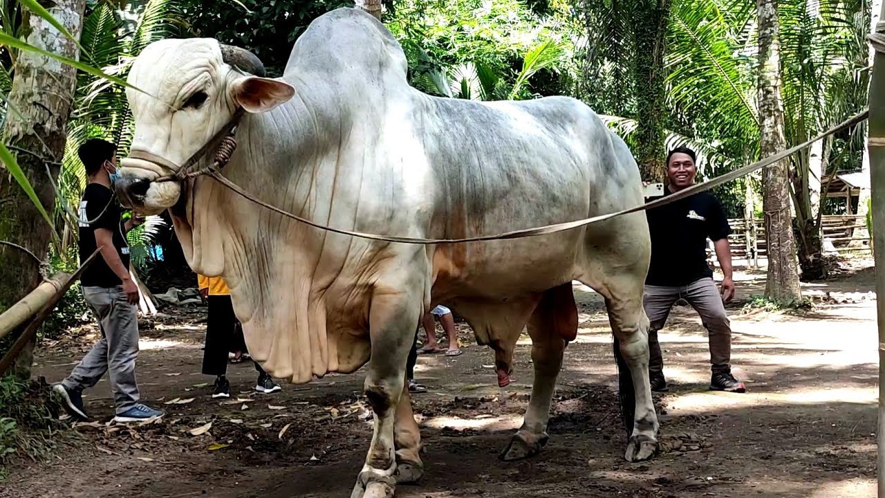 SAPI PO RAKSASA TERSEMBUNYI SIAP JADI BURUAN SETIA FARM ? - YouTube