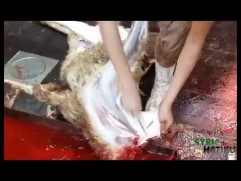 Damascus .. cutting the sheep's to send