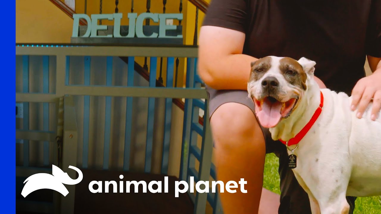 Deuces FINALLY Gets a Forever Home! | Pit Bulls & Parolees - YouTube