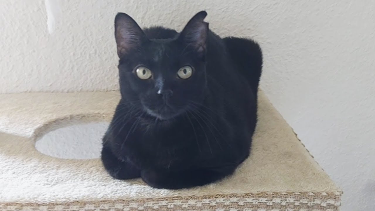 Meow, Just Loafing Around. #Jules - YouTube