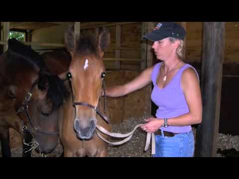 Introducing Understanding Equus with Debbie Reilly - YouTube