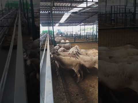 Konveyör bantlı  koyun keçi yemleme sistemi Konya Koyuncu makine
