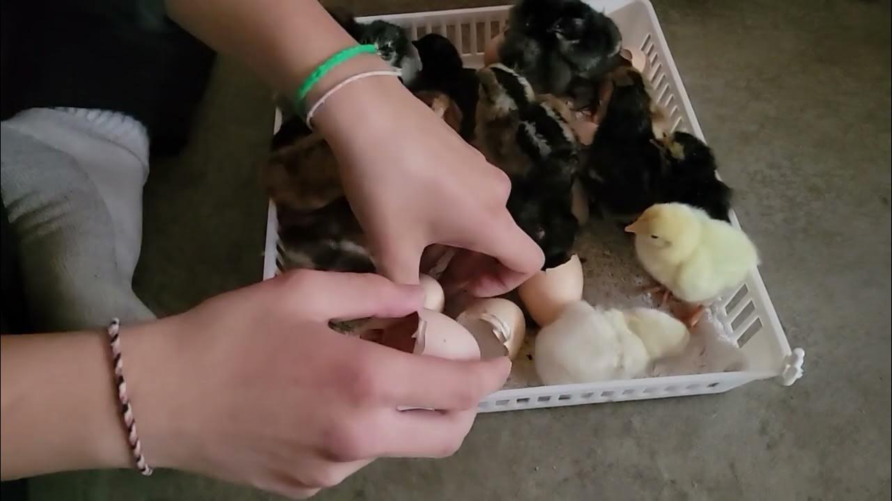 mus saib me nyuam qaib pab 4 lawm os. - YouTube