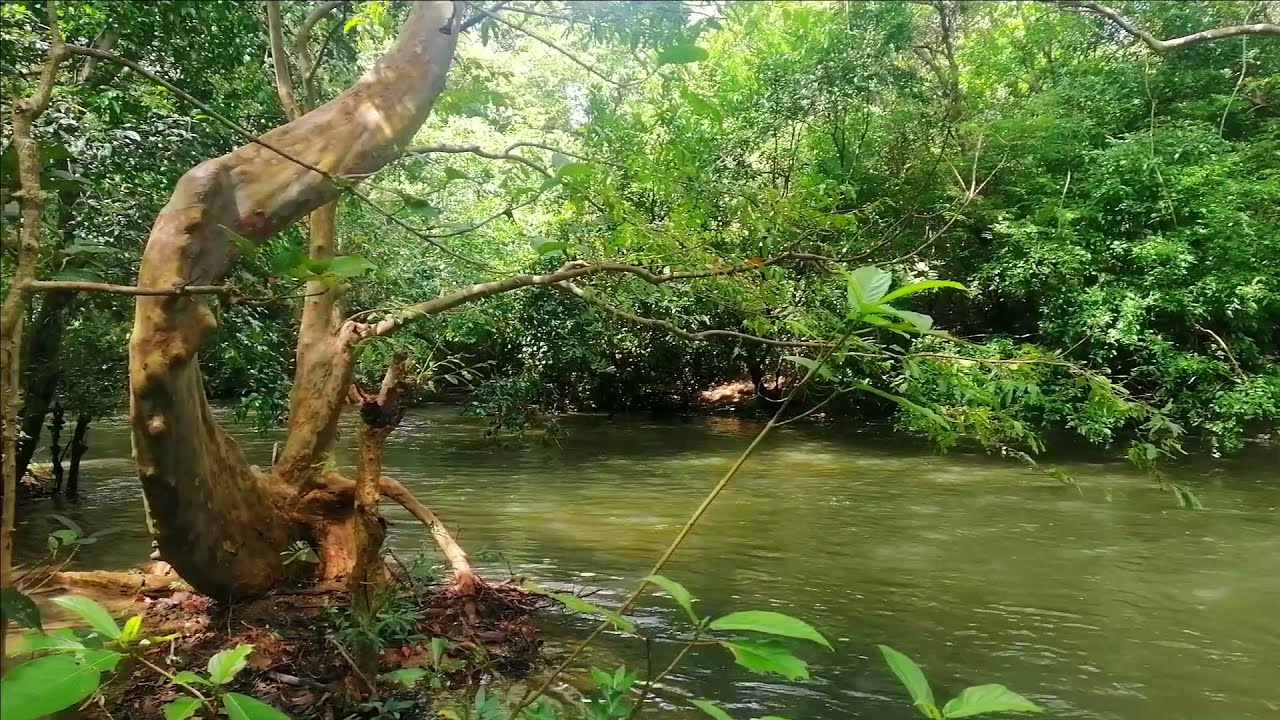 Relaxing River Sound | Sri Lanka | Manik Ganga | Nature Love | Peaceful ...