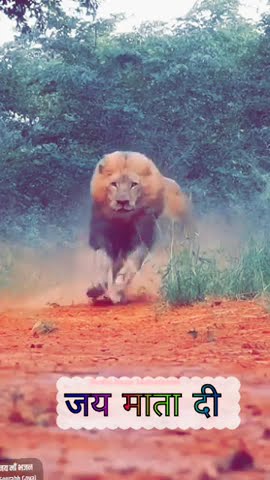 माता रानी के असली शेर Mata Rani ke asali Sher जय माता दी Jai Mata Di # ...