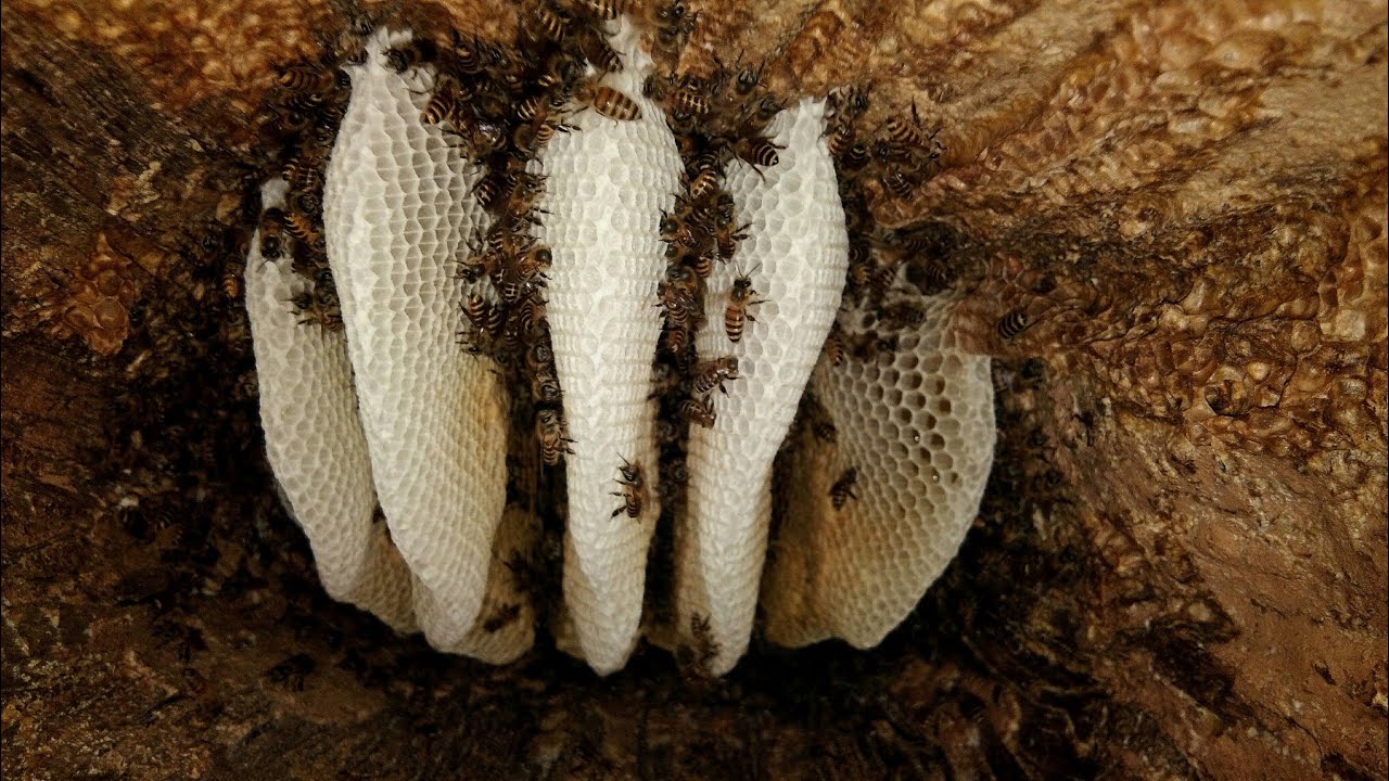 Log beekeeping. Horizontal hive - YouTube